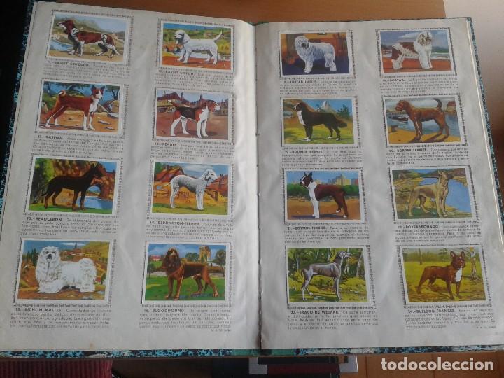 album perros de raza,casi completo - Comprar Álbumes antiguos ...