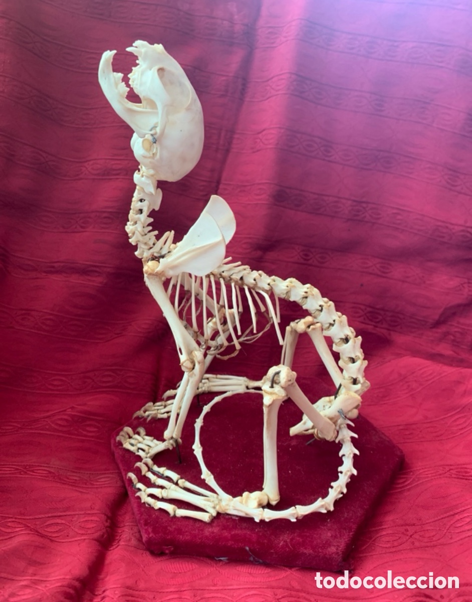 antiguo esqueleto taxidermia disecado gato mode - Buy Other antique ...