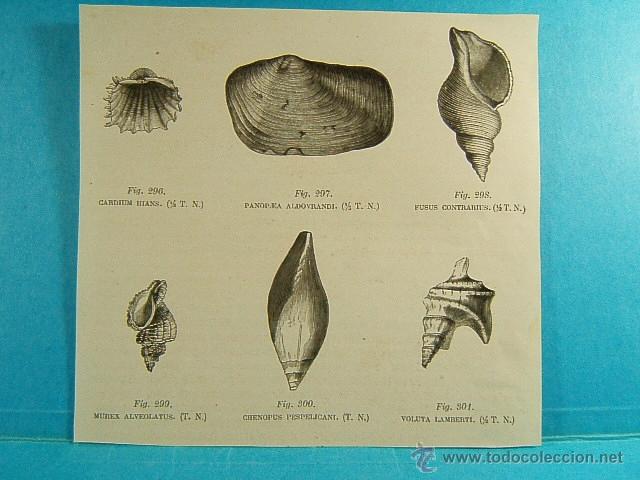 gardium hians-panopaea aldovrandi-fusus contrar - Buy Modern engravings ...