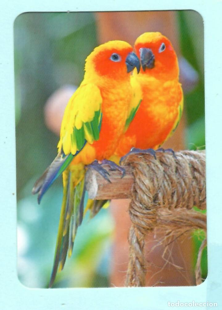 calendario de pareja de loros año 2016 de casa - Compra venta en ...