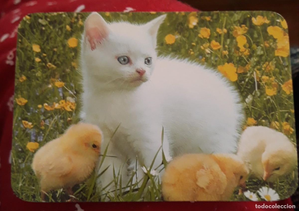 -80320 calendario pollos con gato, aves, año 20 - Compra venta en ...