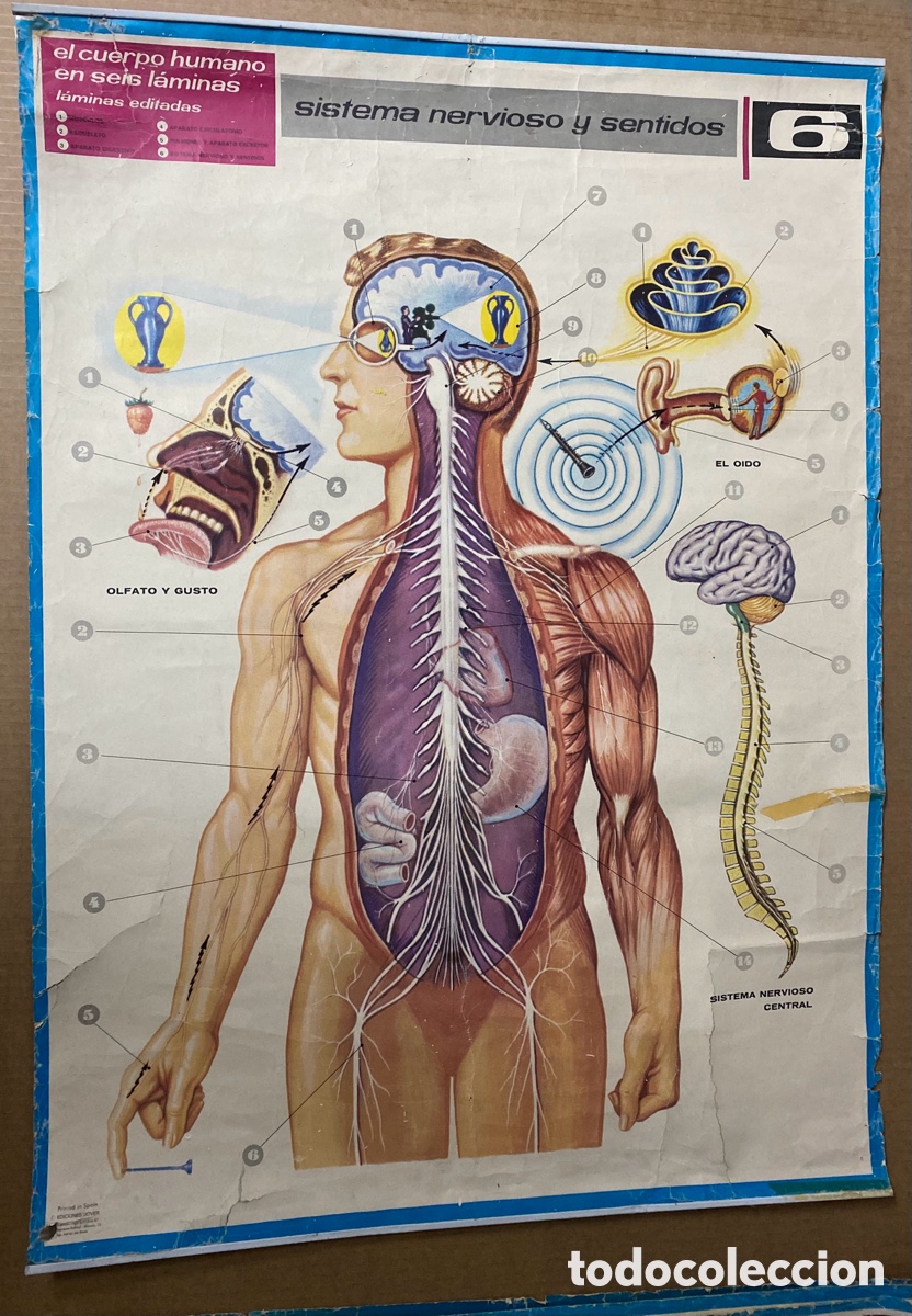 Carteles De Anatomía Del Cuerpo Humano