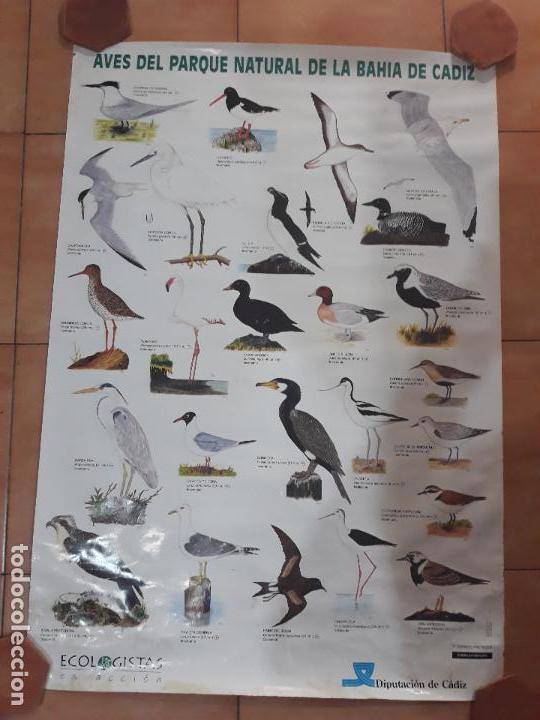 cartel poster- aves del parque natural de la ba - Comprar en ...