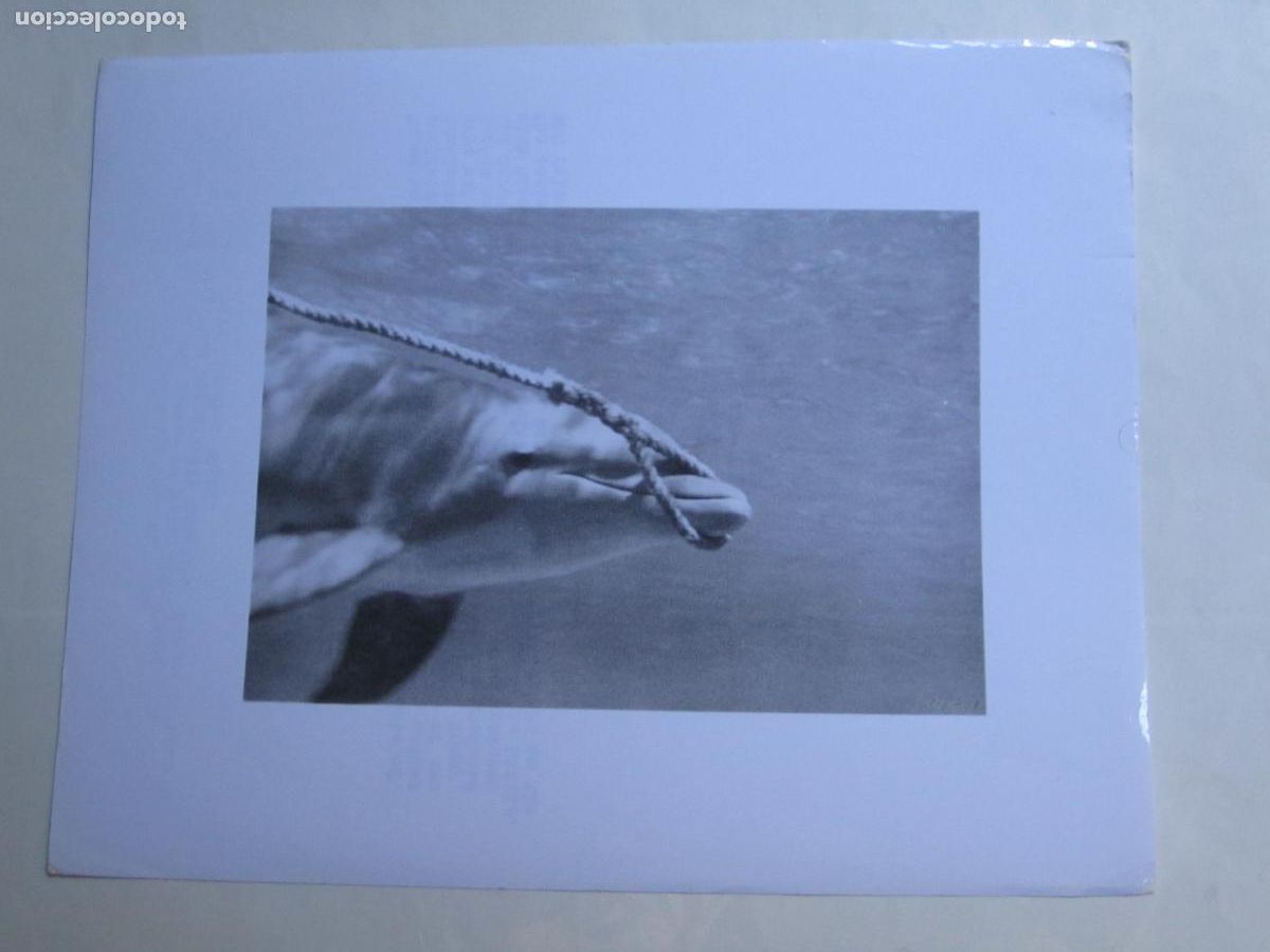 flipper - foto original b/n - delfin dolphin - Buy Photos, photochromes ...