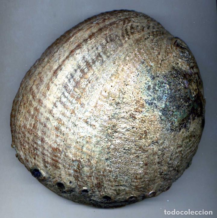gran concha de nacar 15x12,5x5 cm. preciosos co - Comprar Fósiles en ...