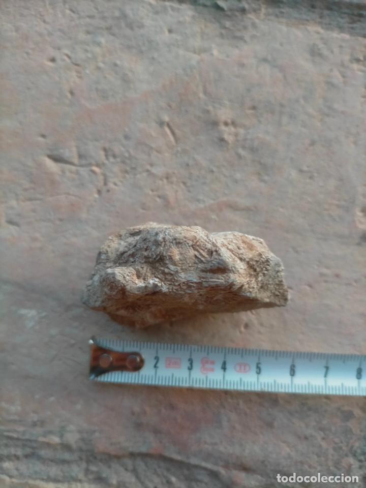 roca fósil de restos de insectos o plantas o mi - Comprar Fósiles en ...