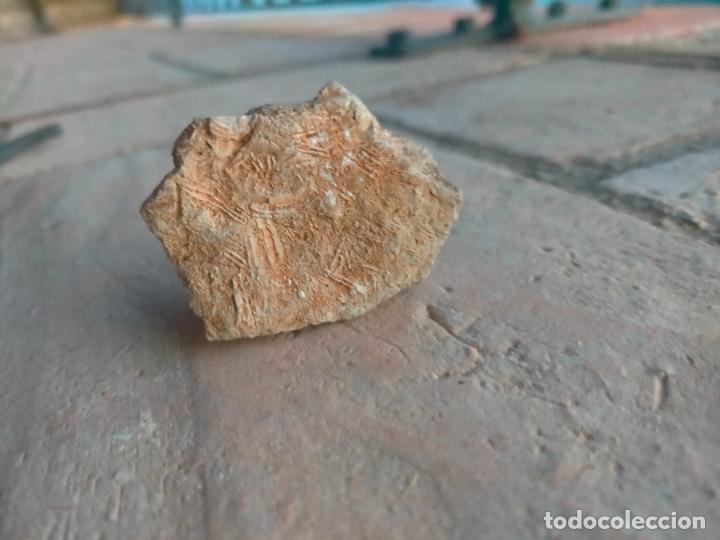 roca fósil de restos de insectos o plantas o mi - Comprar Fósiles en ...