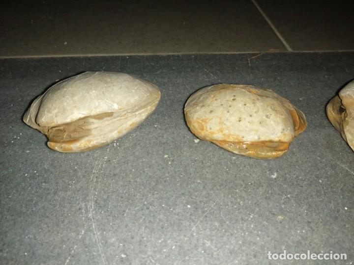 5 conchas almeja fosilizada fósil de mar de la - Comprar Fósiles en ...
