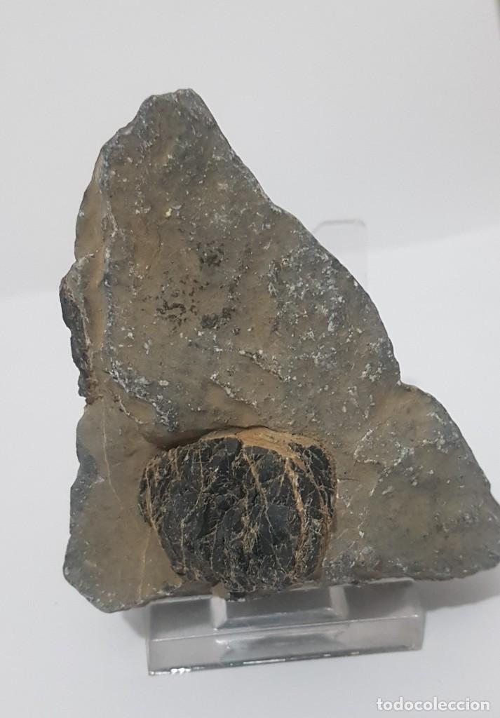 nódulos de silex en calcareas. asturias - Comprar en todocoleccion ...