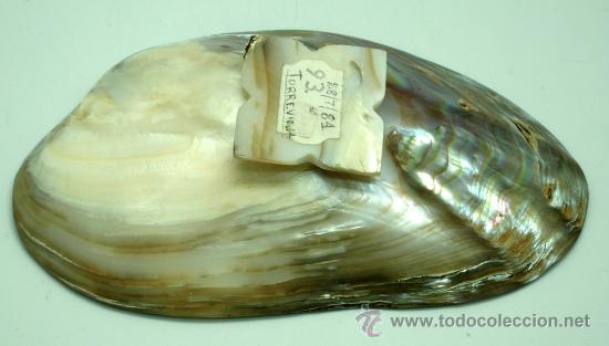 concha nácar marina 18 cm - Comprar Malacología en todocoleccion - 31334938