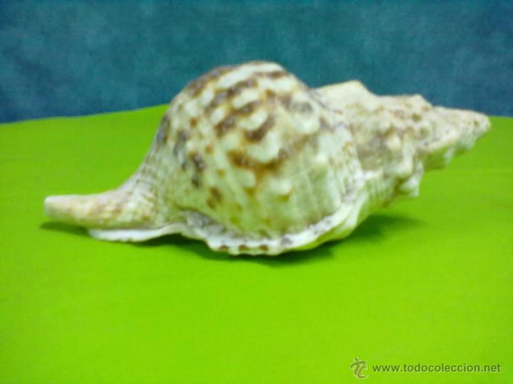caracola marina - Comprar Malacología en todocoleccion - 50322550