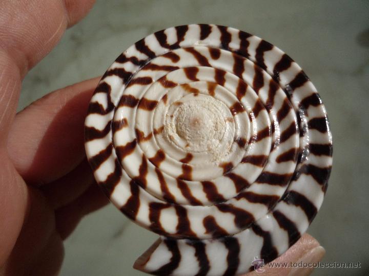 *conus litterattus* madagascar. molusco, concha - Comprar Malacología ...