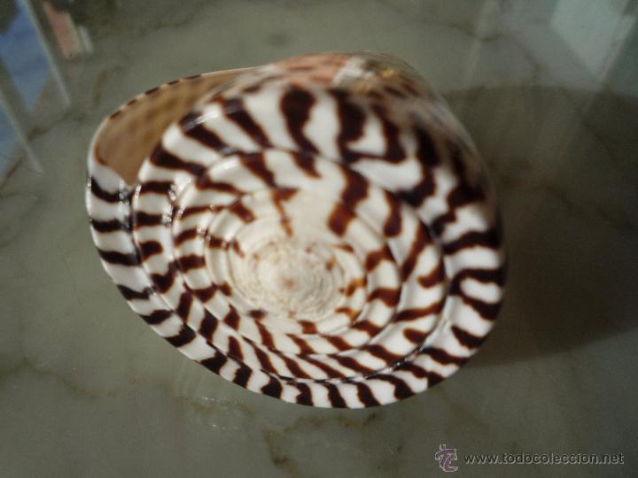 *conus litterattus* madagascar. molusco, concha - Comprar Malacología ...