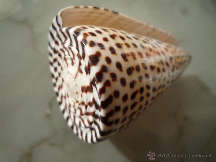 *conus litterattus* madagascar. molusco, concha - Comprar Malacología ...