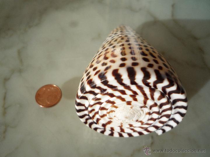 *conus litterattus* madagascar. molusco, concha - Comprar Malacología ...