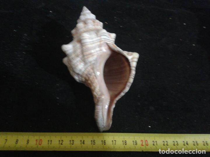 caracola marina de 15x8,5x7,5cm - Comprar Malacología en todocoleccion ...