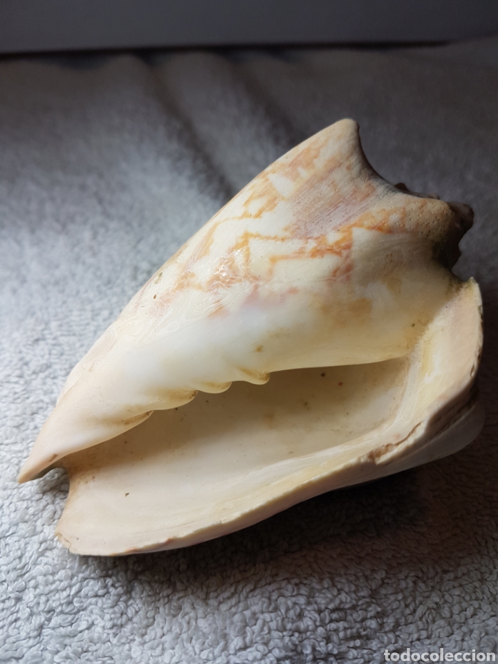 caracola marina gigante - Comprar Malacología en todocoleccion - 109764792