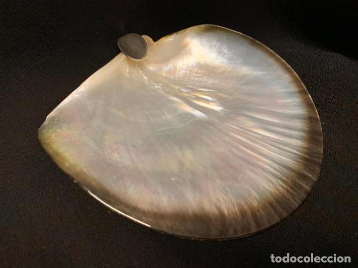 gran concha de nacar con boquilla para cenicero - Comprar Malacología ...
