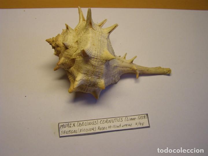 caracol shell snail murex bolinus cornutus. sen - Comprar Malacología ...