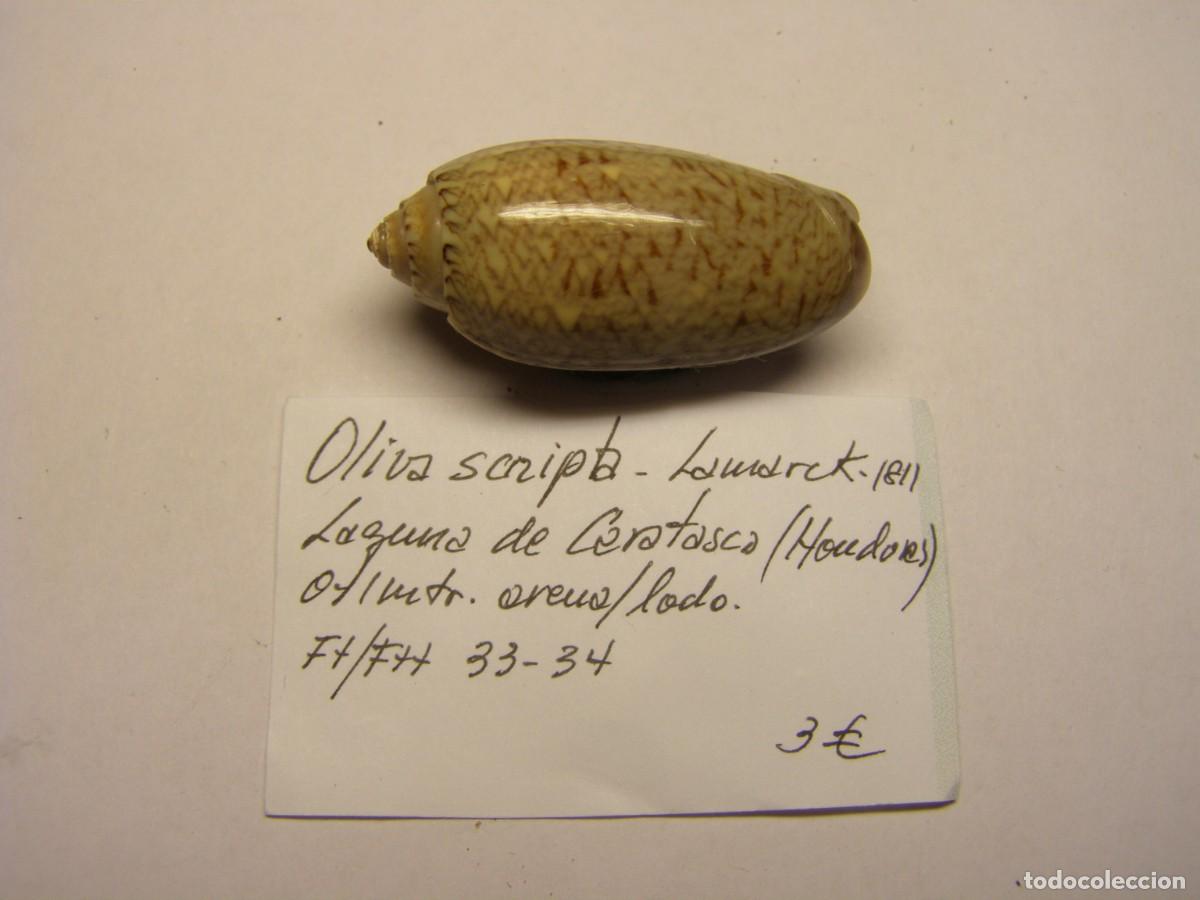 caracol snail shell oliva scripta. honduras. - Compra venta en ...