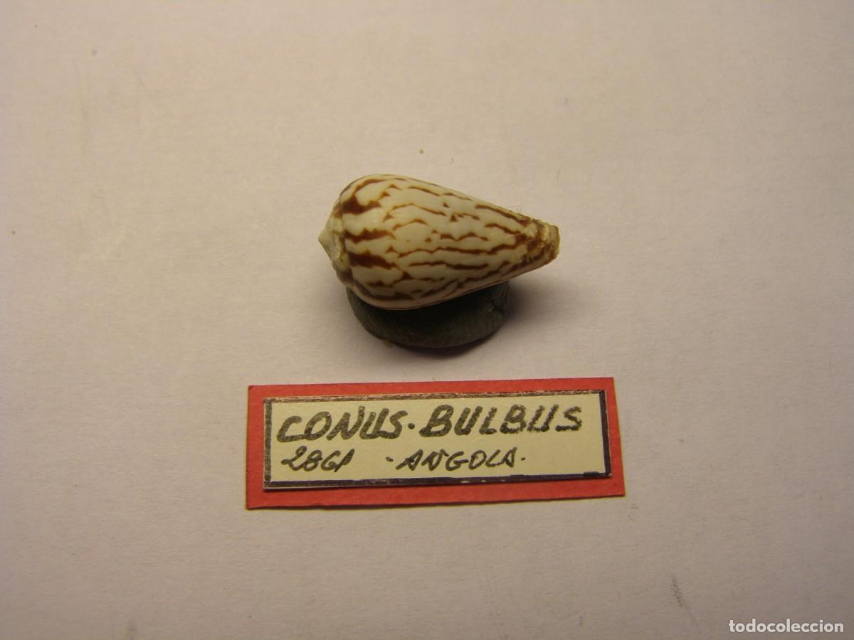 caracol snail shell conus bulbus. angola. - Compra venta en todocoleccion