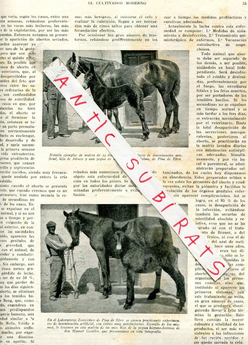 Revista Año 1944 Polillas En Las Colmenas Miel Buy Other Modern