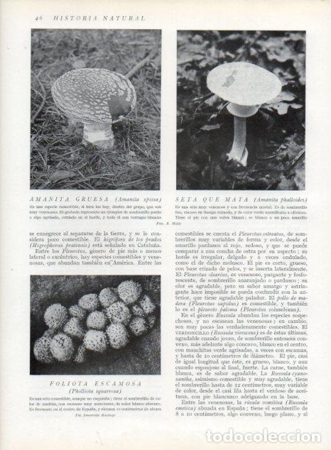 lamina v13578: amanita gruesa, seta que mata y - Compra venta en ...