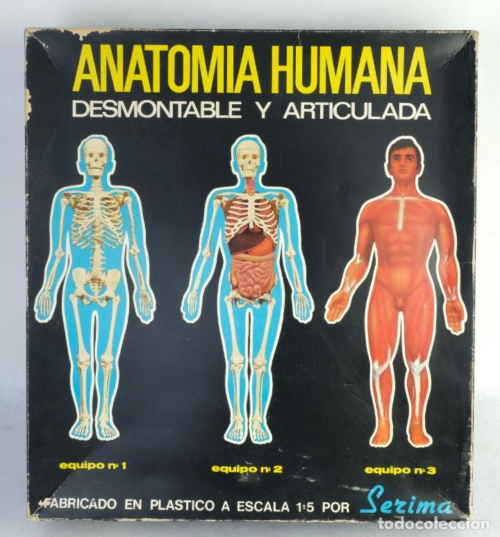Estaca Humana Canibalismo: O Que é, Casos Famosos, Origens Brasil