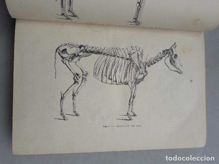 tratado de anatomía descriptiva de los animales - Comprar Libros ...