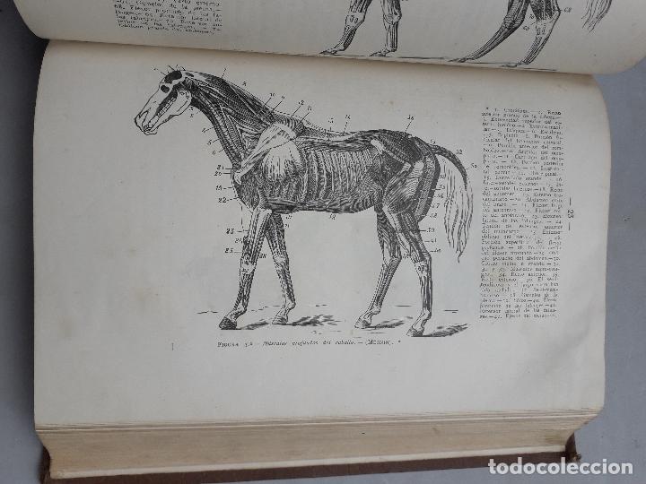 tratado de anatomía descriptiva de los animales - Comprar Libros ...