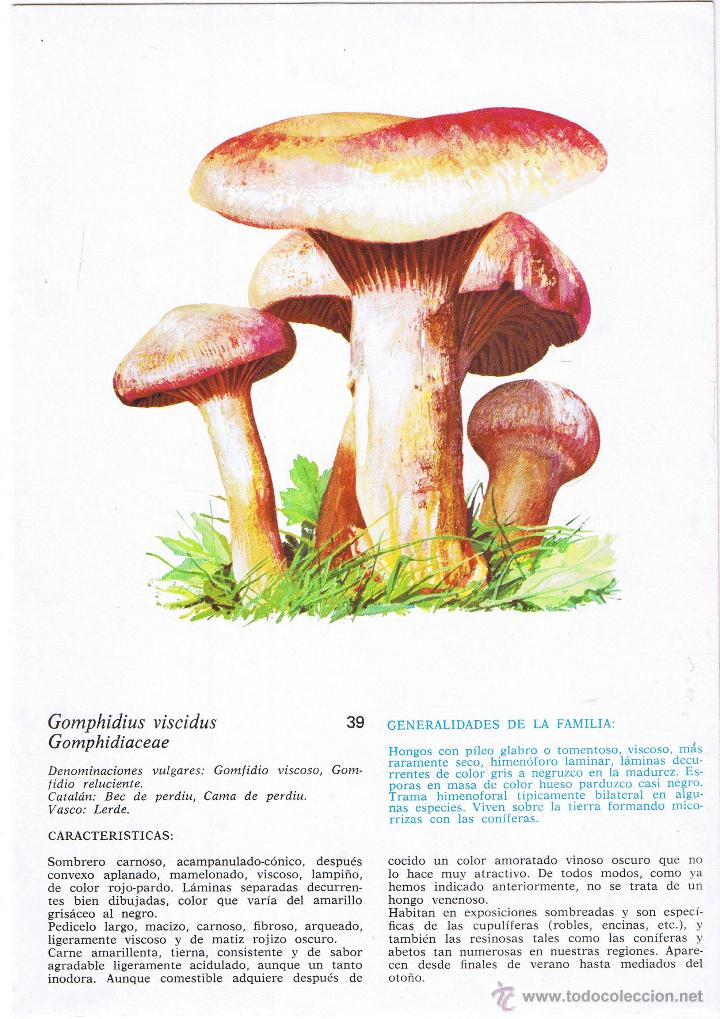 carpeta laminas setas - laboratorios emyfar - Comprar Libros de ...