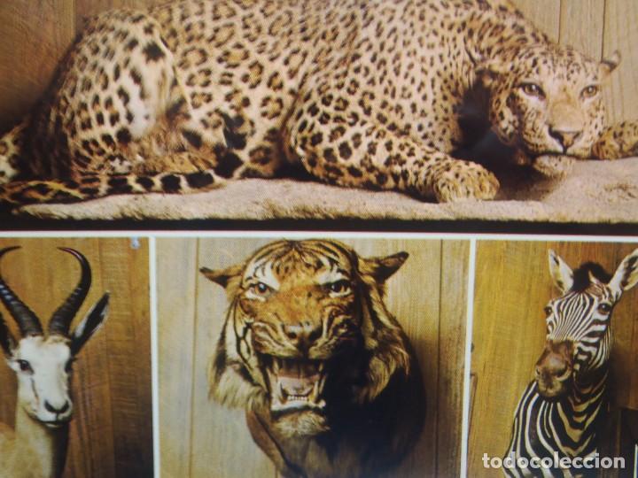 animales disecados - texas - Comprar Postales antiguas de América en ...